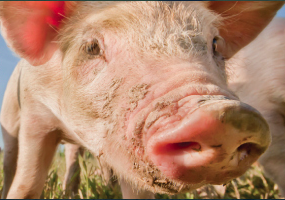 Pork – Irish Casing Company Ltd.